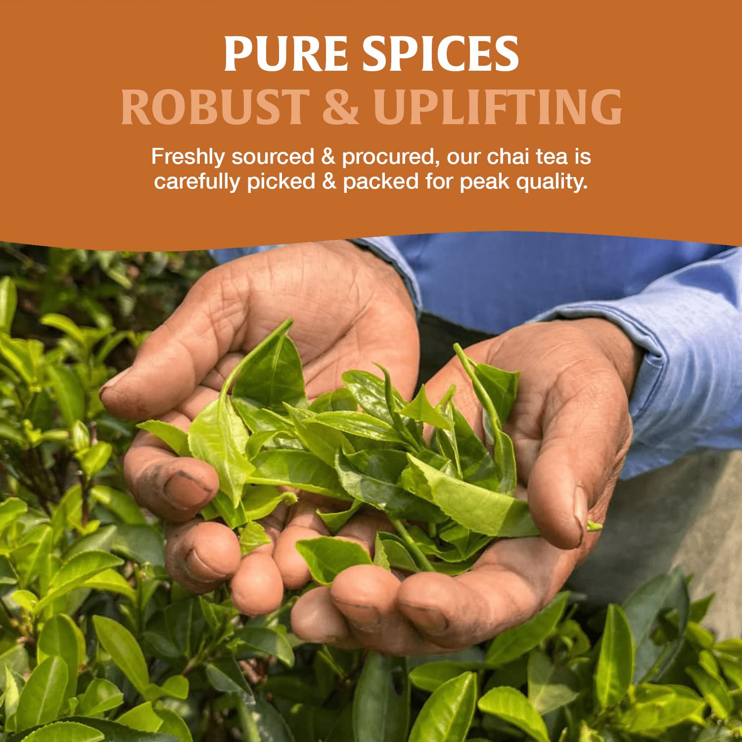 Handpicked spices in HANDPICK chai teabags