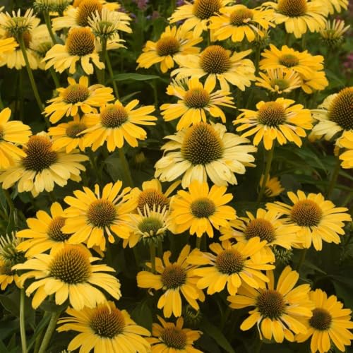 hardy yellow my darling echinacea