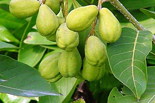 haritaki powder for daily vitality