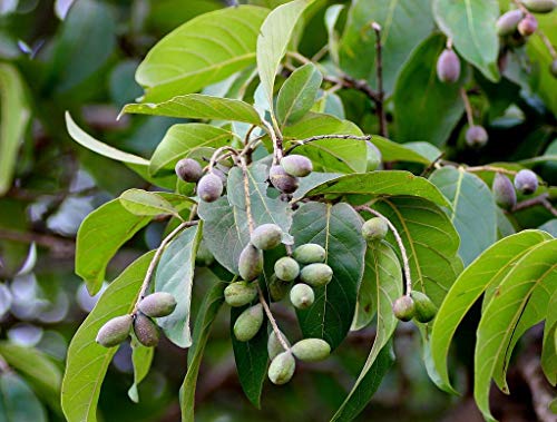 haritaki powder for immune boost
