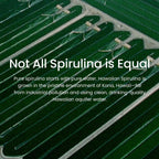 Hawaiian spirulina for vibrant skin