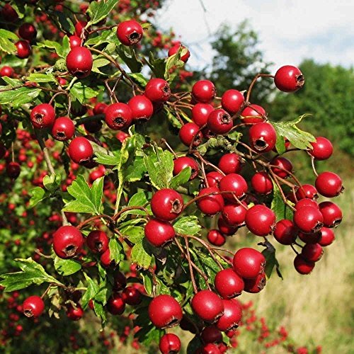 Hawthorn berry capsules for better circulation
