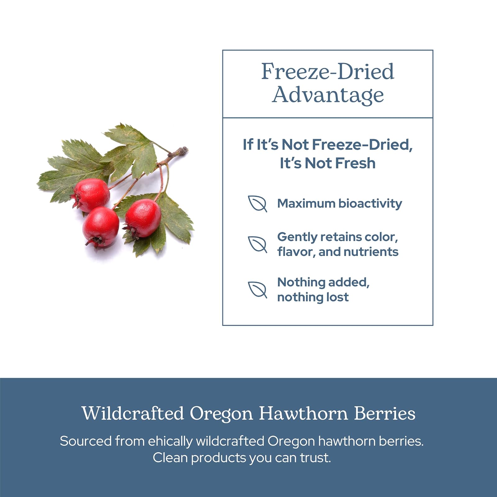 Hawthorn Berry for cardiovascular wellness