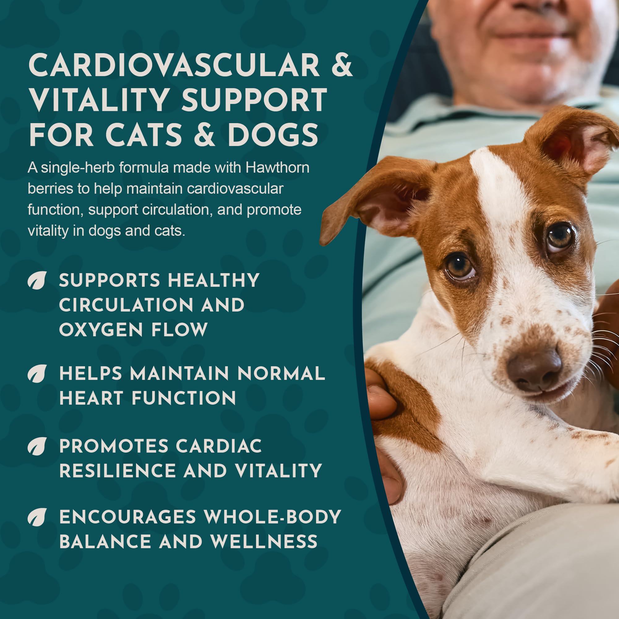 hawthorn berry for feline wellness