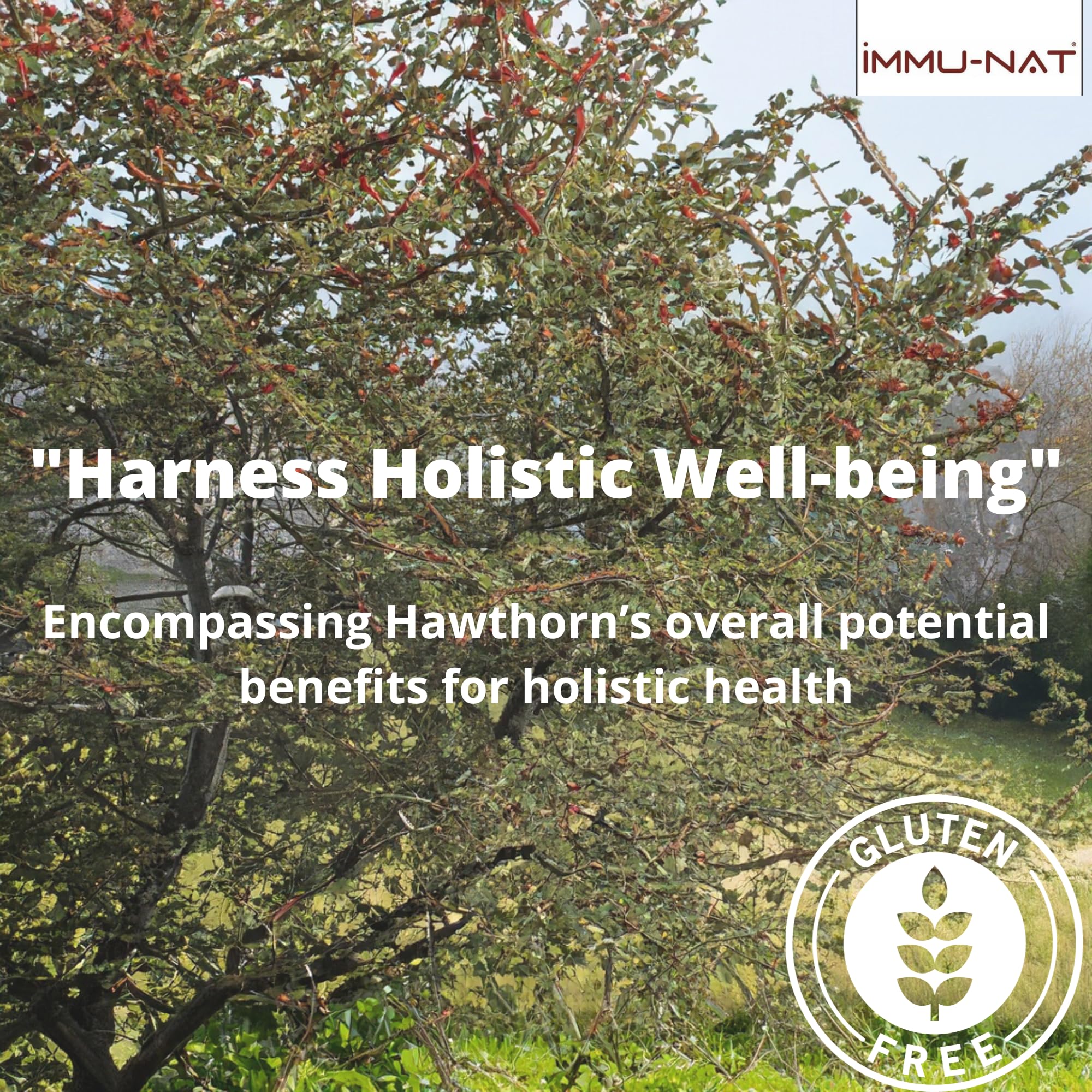 Hawthorn berry health benefits