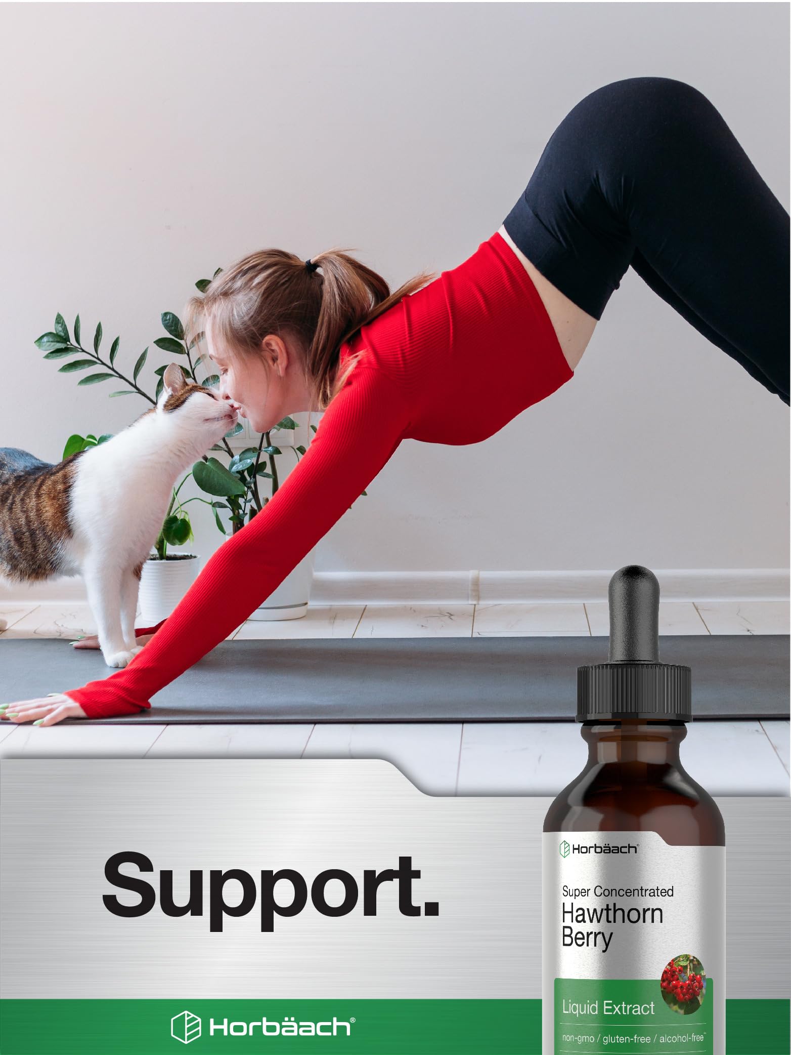 Hawthorn extract for cardiovascular support