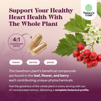 Hawthorn extract for heart health