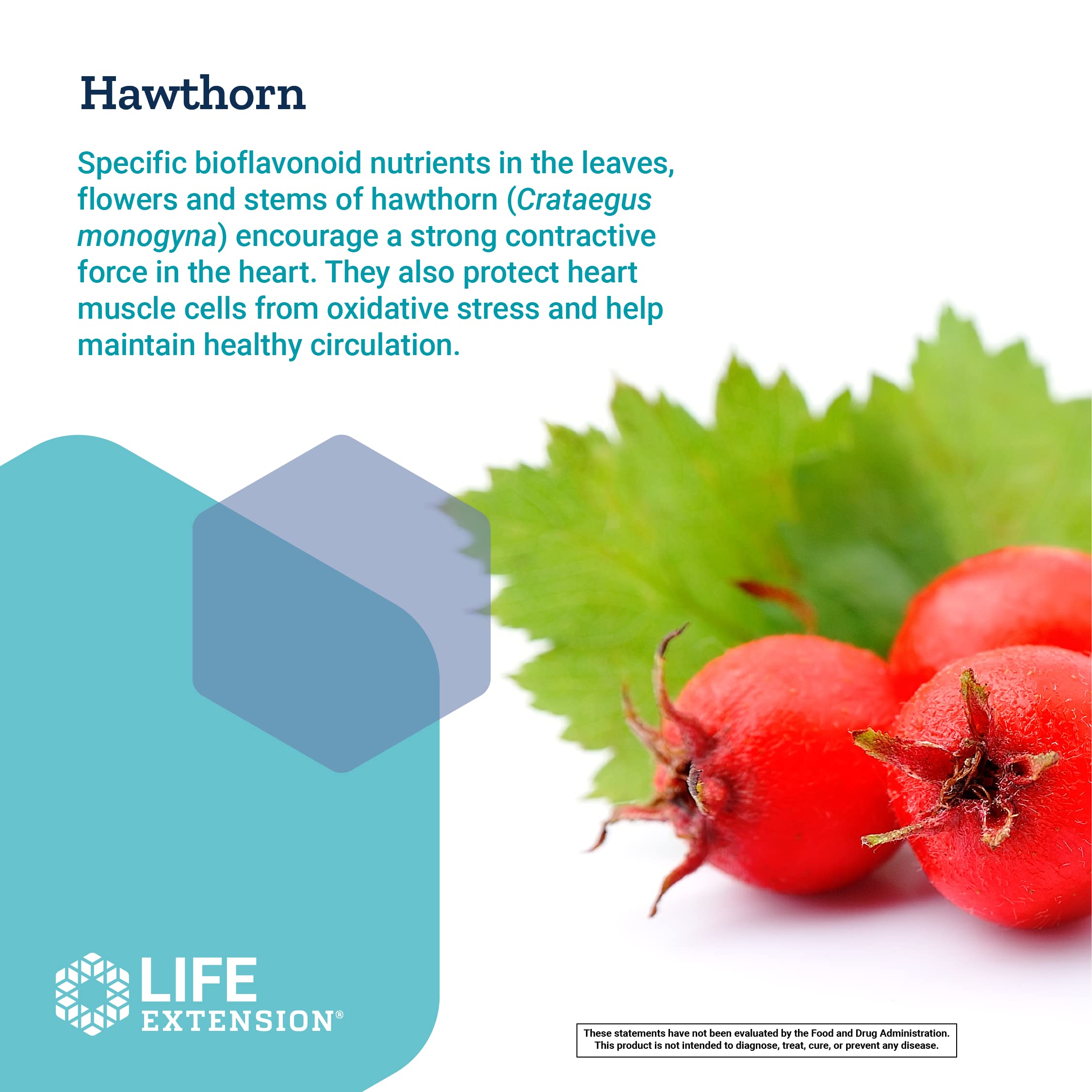 Hawthorn extract for improved circulation