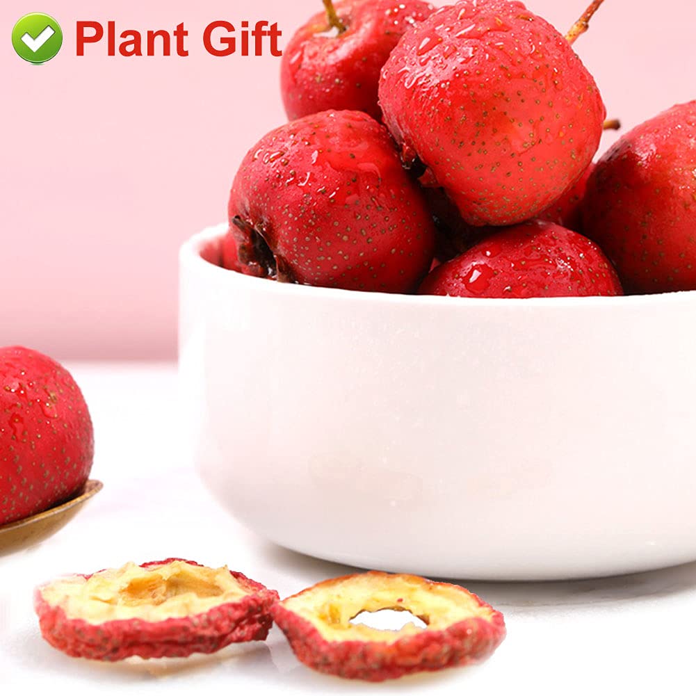 hawthorn fruit for traditional medicine