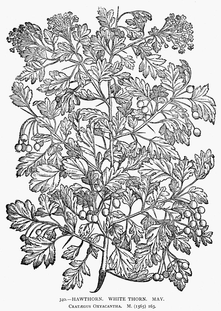 Hawthorn poster print for enthusiasts