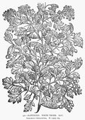 Hawthorn poster print for enthusiasts