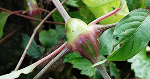 health benefits of achyranthes powder