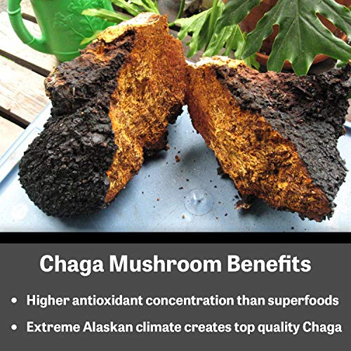 health benefits of dark chocolate mushrooms