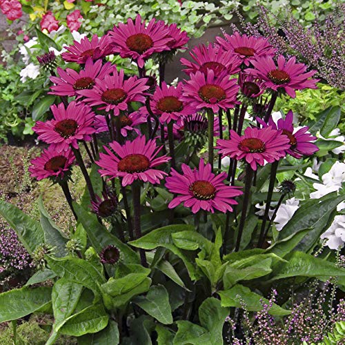 Health benefits of echinacea