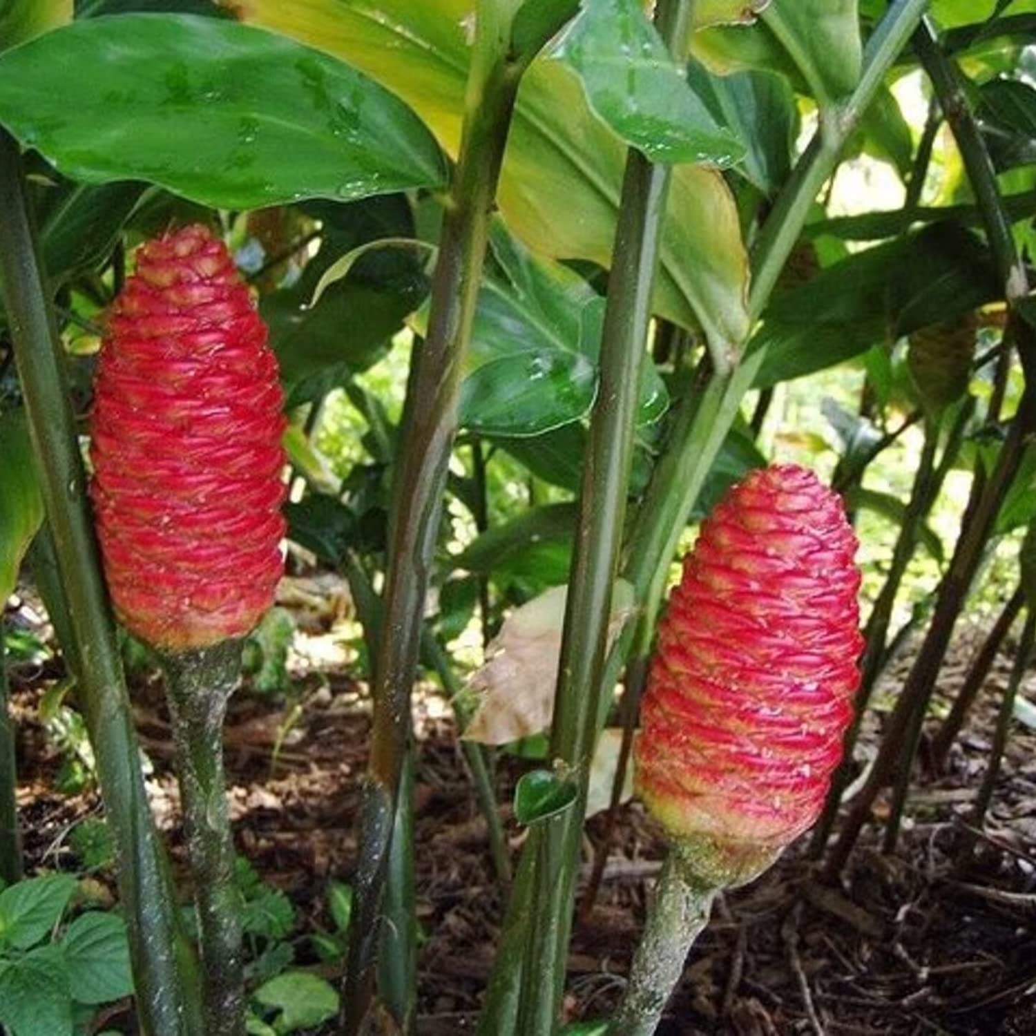 Health benefits of ginger plants