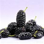 Health benefits of mulberry tea