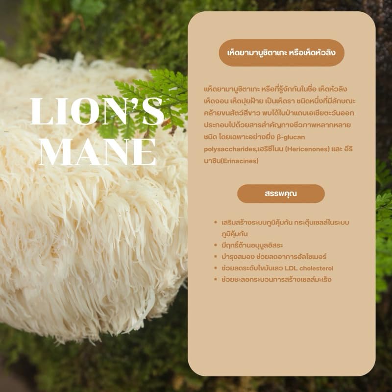 health benefits of mushroom powder