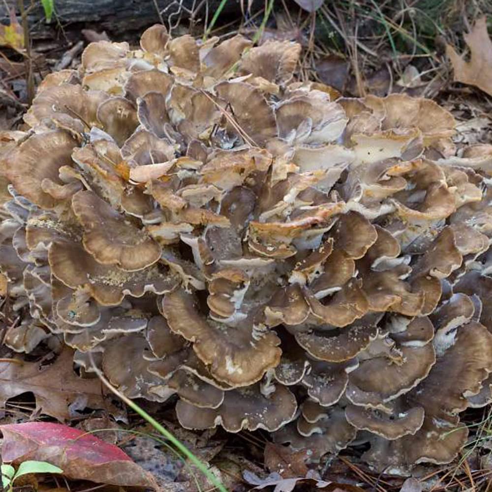 health benefits of mushrooms