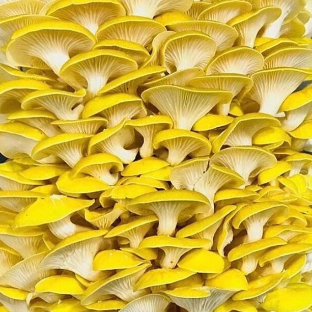 health benefits of oyster mushrooms