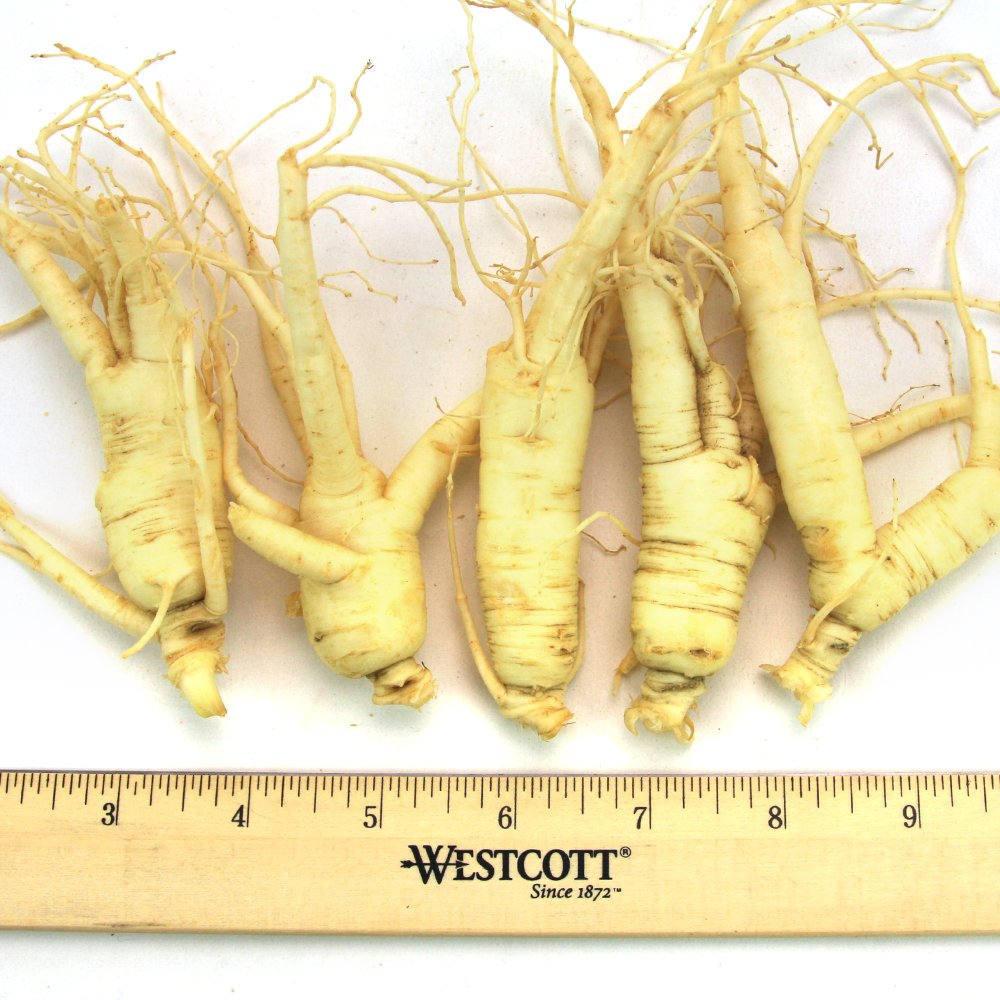 health benefits of panax ginseng