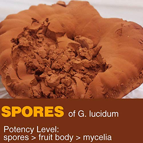 Health benefits of Red Reishi mushrooms