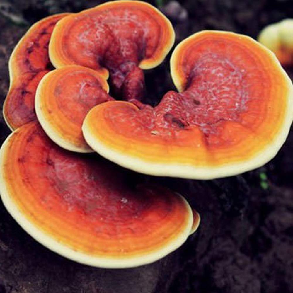 health benefits of red reishi mushrooms