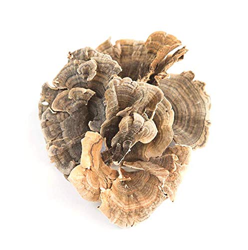health benefits of turkey mushrooms