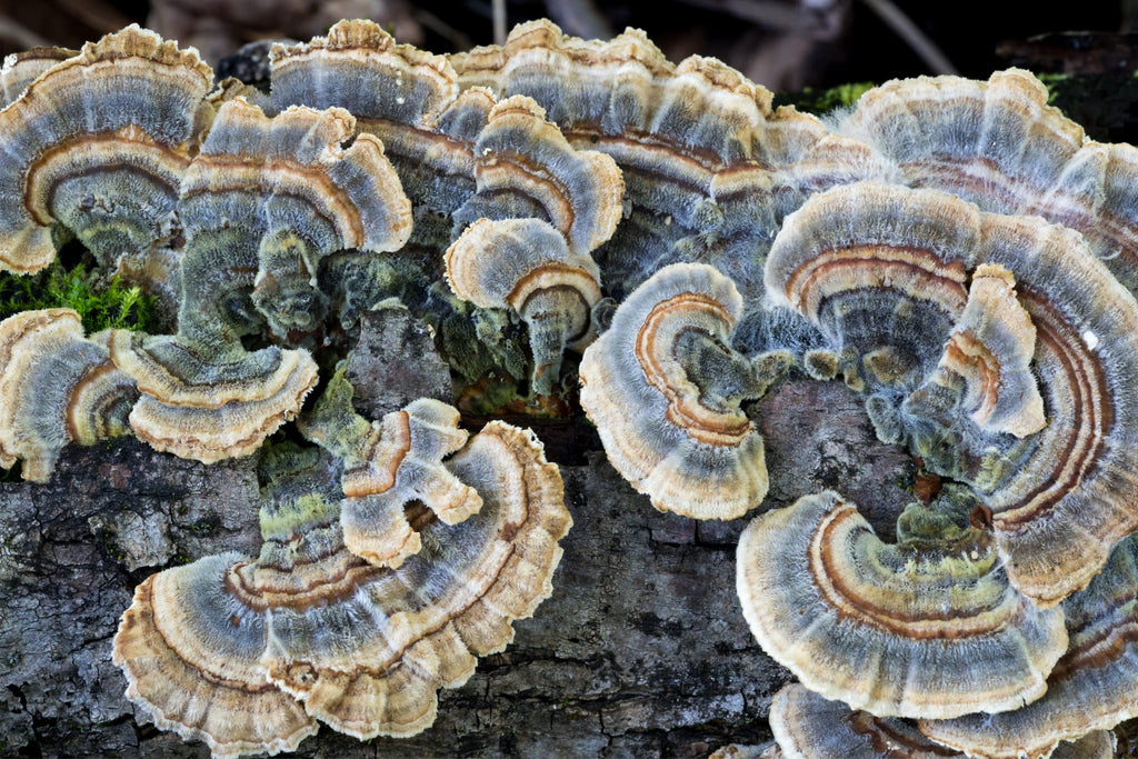 health benefits of turkey tail mushrooms