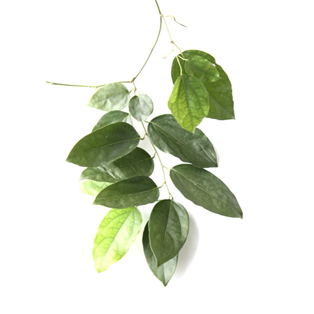 health benefits of Yanang leaf powder