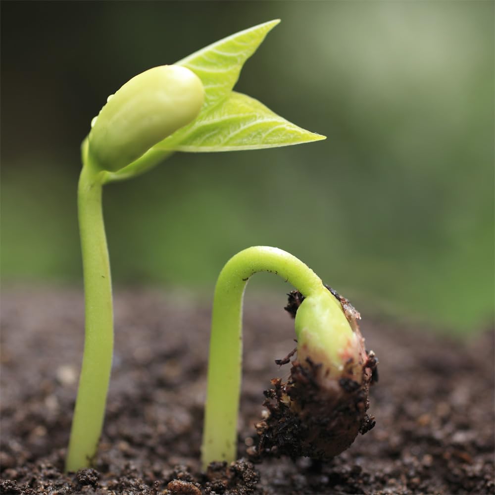 health benefits of zeolite capsules