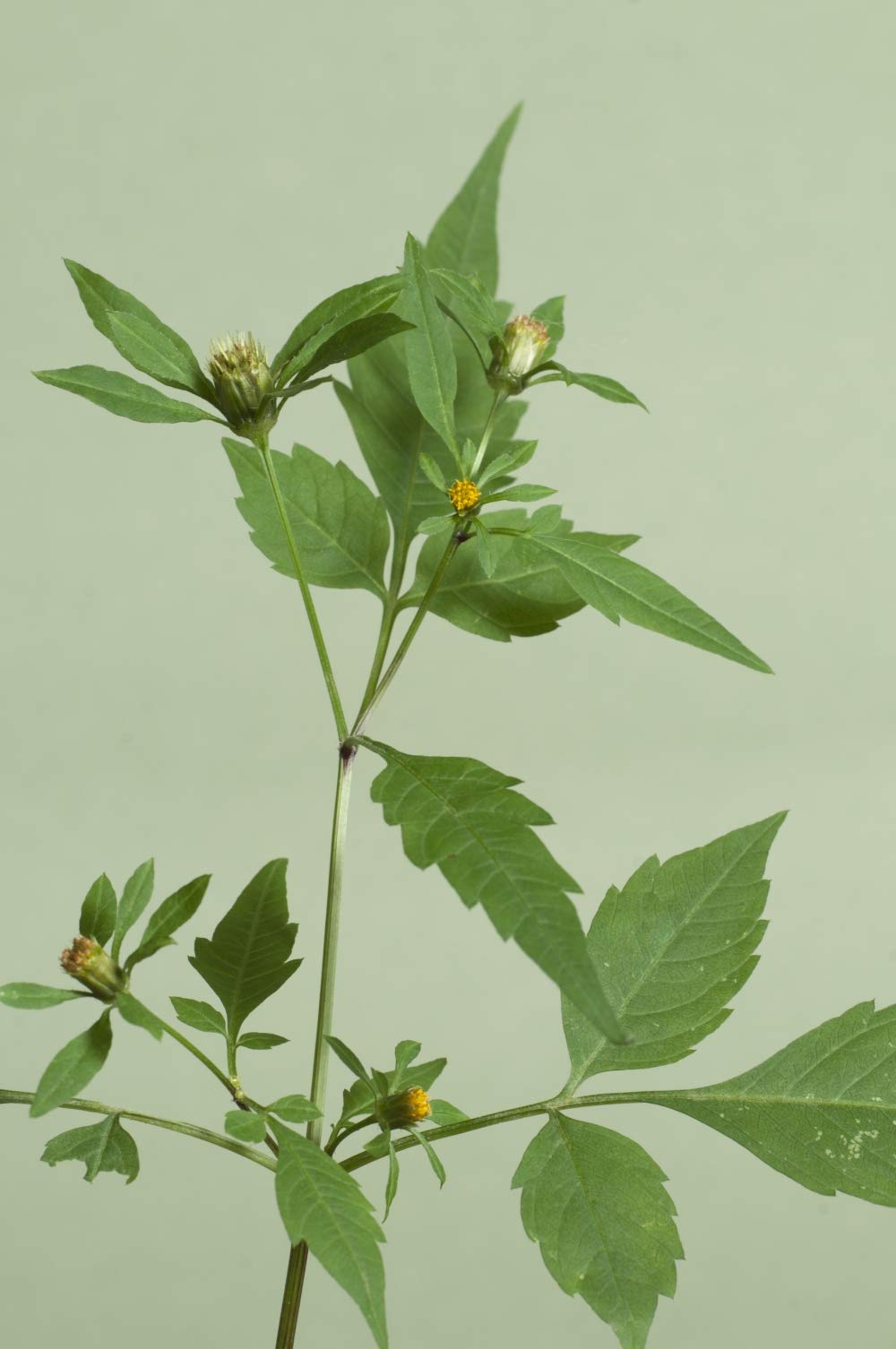 Health Embassy herbal infusion for wellness