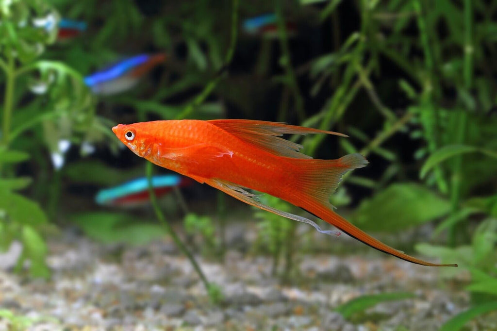 Healthy diet for tropical fish