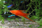 Healthy diet for tropical fish