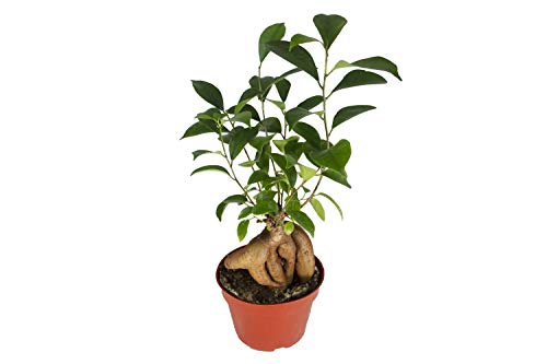 healthy Ficus Microcarpa Ginseng option