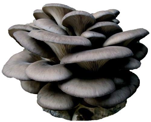 Healthy gourmet mushrooms for cooking