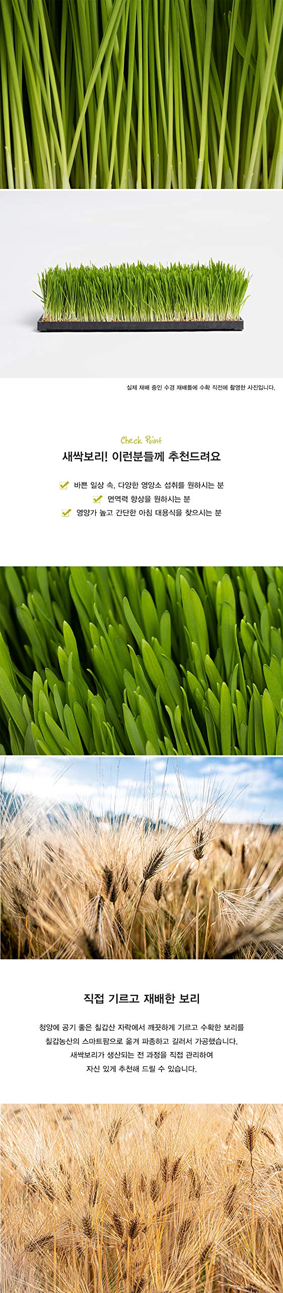 healthy lifestyle young barley grass
