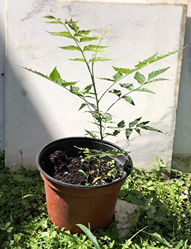 healthy neem tree for garden