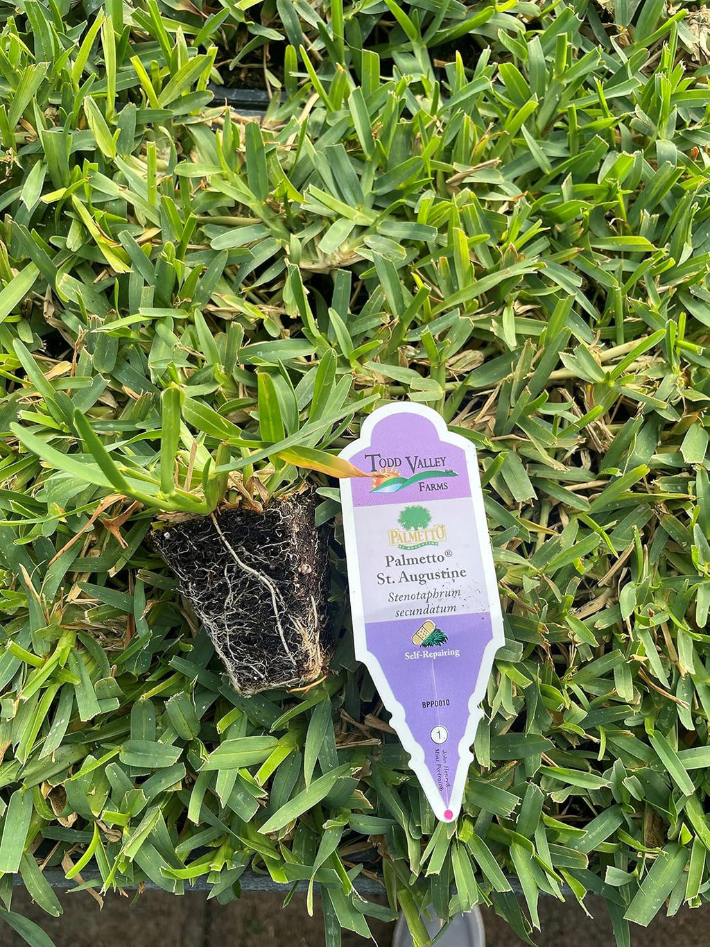 Healthy Palmetto grass plugs for landscaping