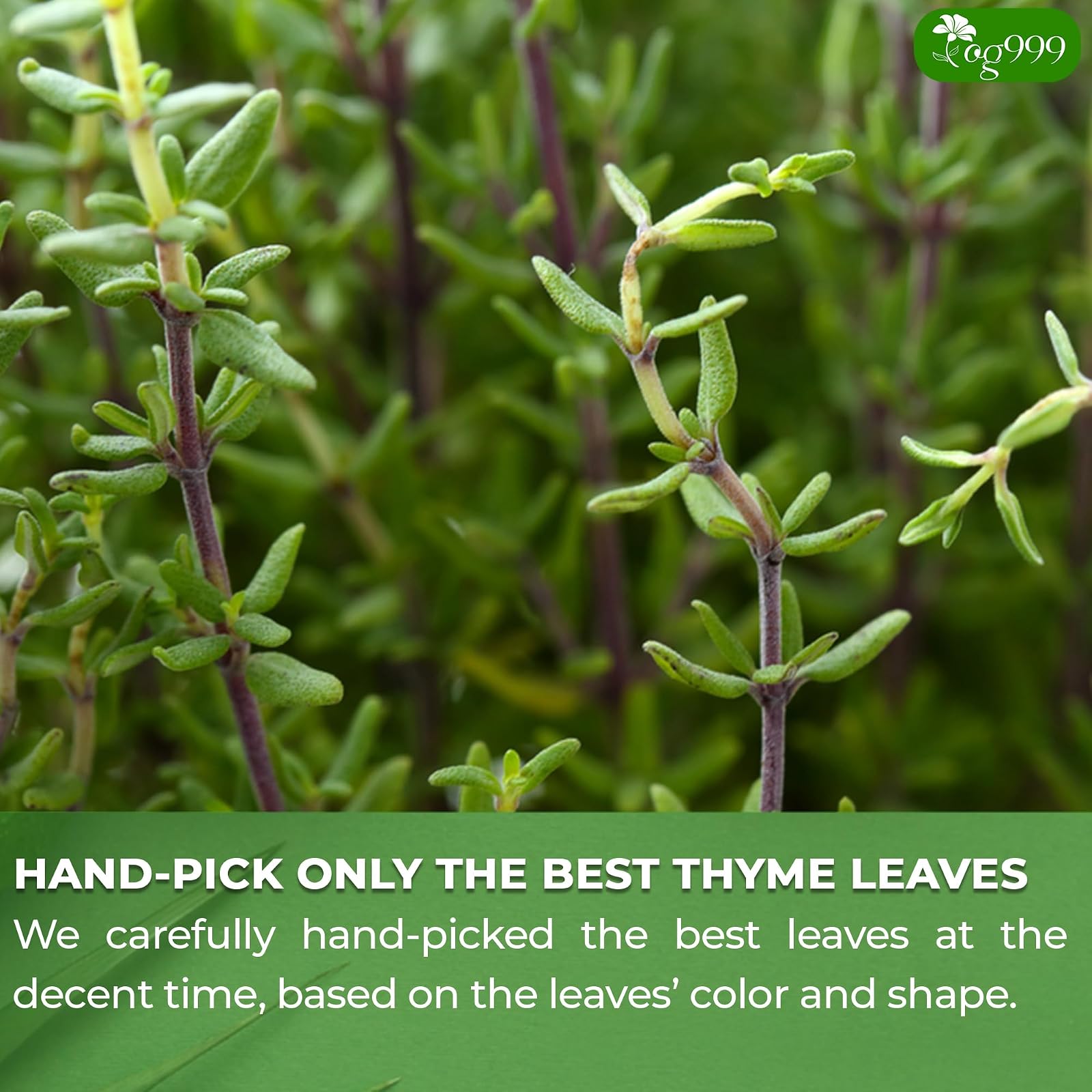 healthy thyme tea for digestion