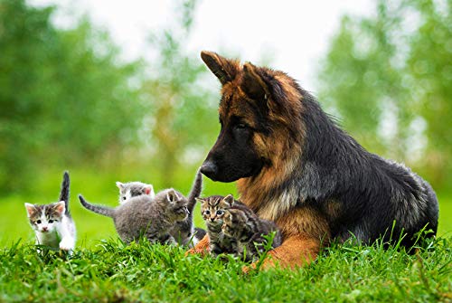Healthy treats for pet hydration