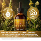 HEBS LAB mullein tincture 4 fl oz