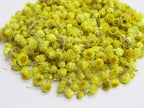 Helichrysum flowers for soothing brews