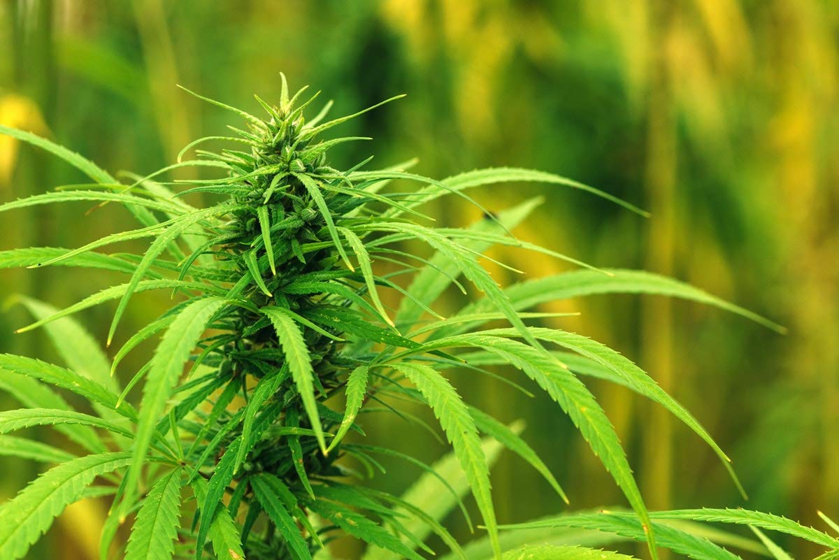 hemp protein powder for weight management