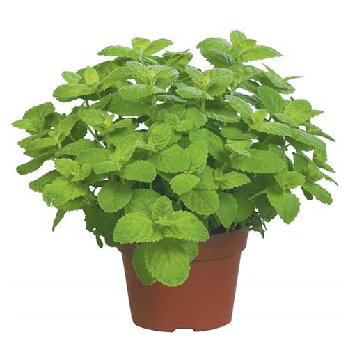 HERB blended vitamin & mineral supplements for daily nutrition