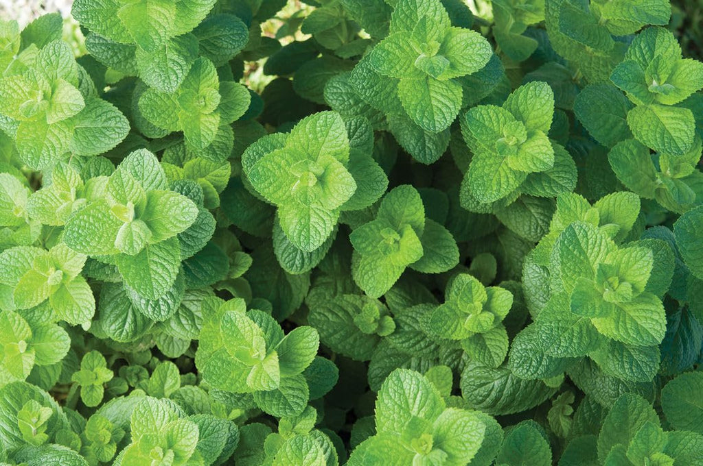 HERB blended vitamin & mineral supplements for energy