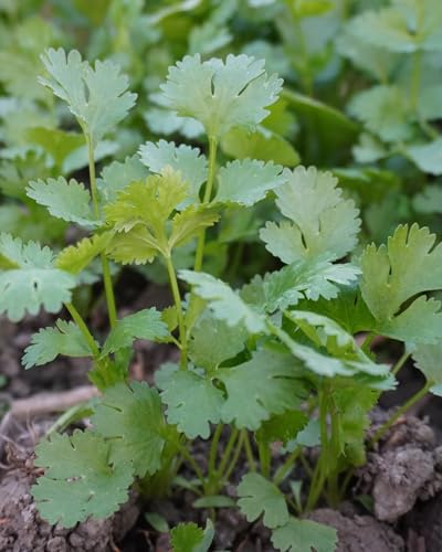Herb Pharm cilantro for detoxification