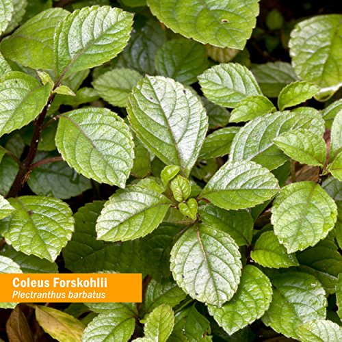 Herb Pharm Coleus for cardiovascular wellness