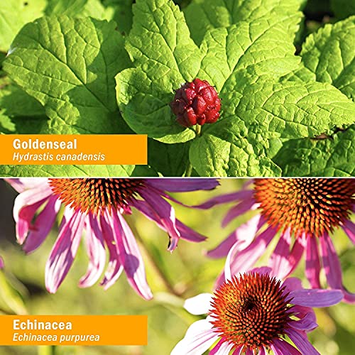 herb pharm echinacea health tonic