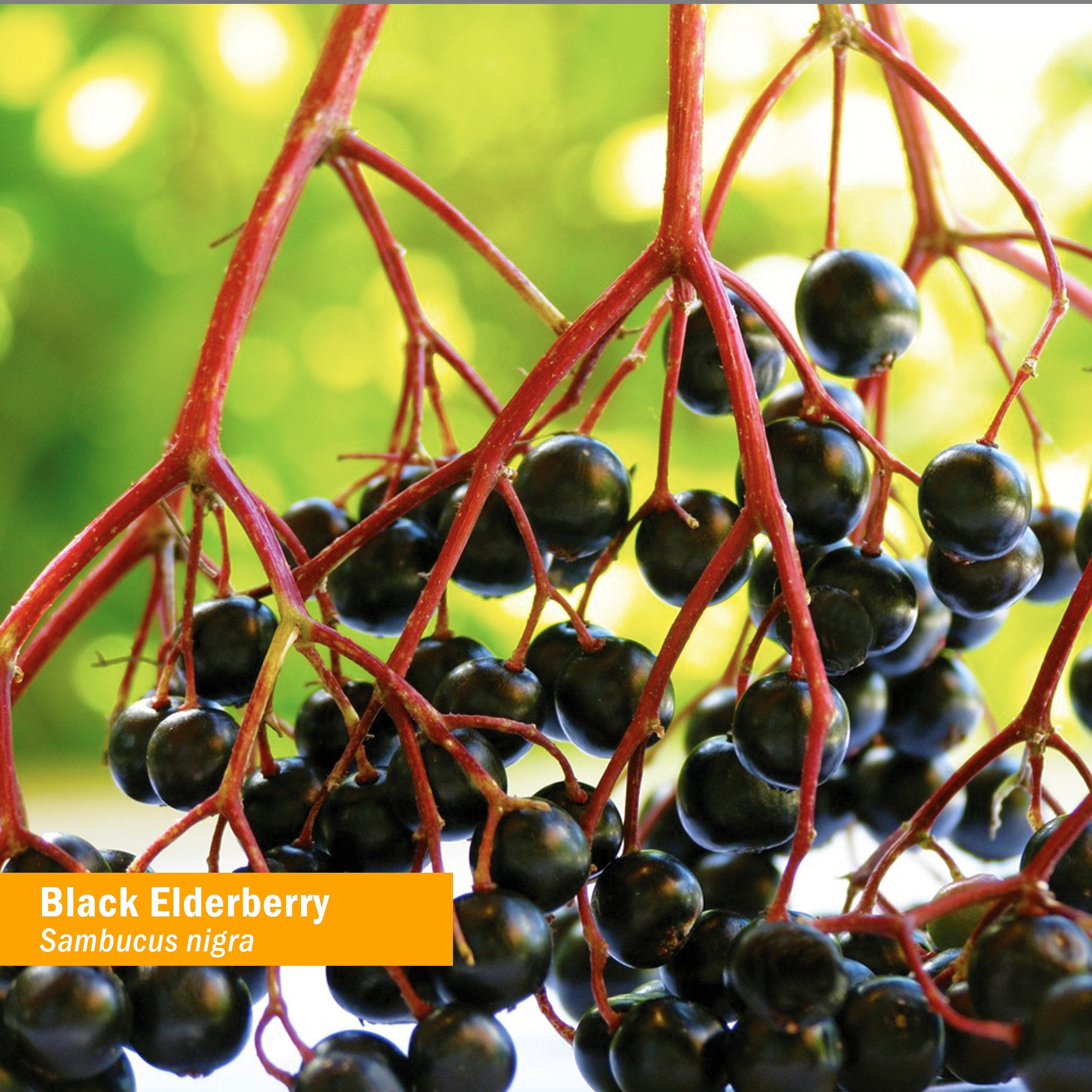 herb pharm elderberry for wellness