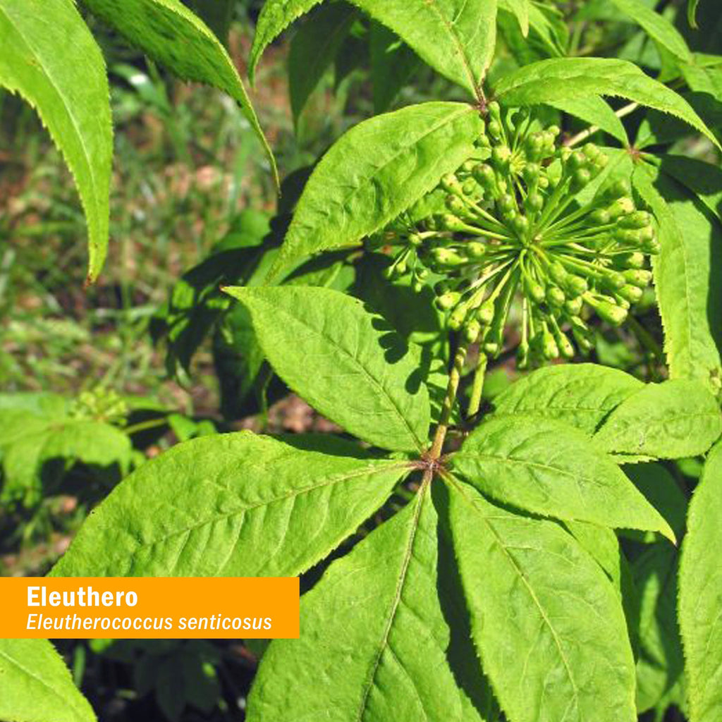 Herb Pharm Eleuthero root benefits
